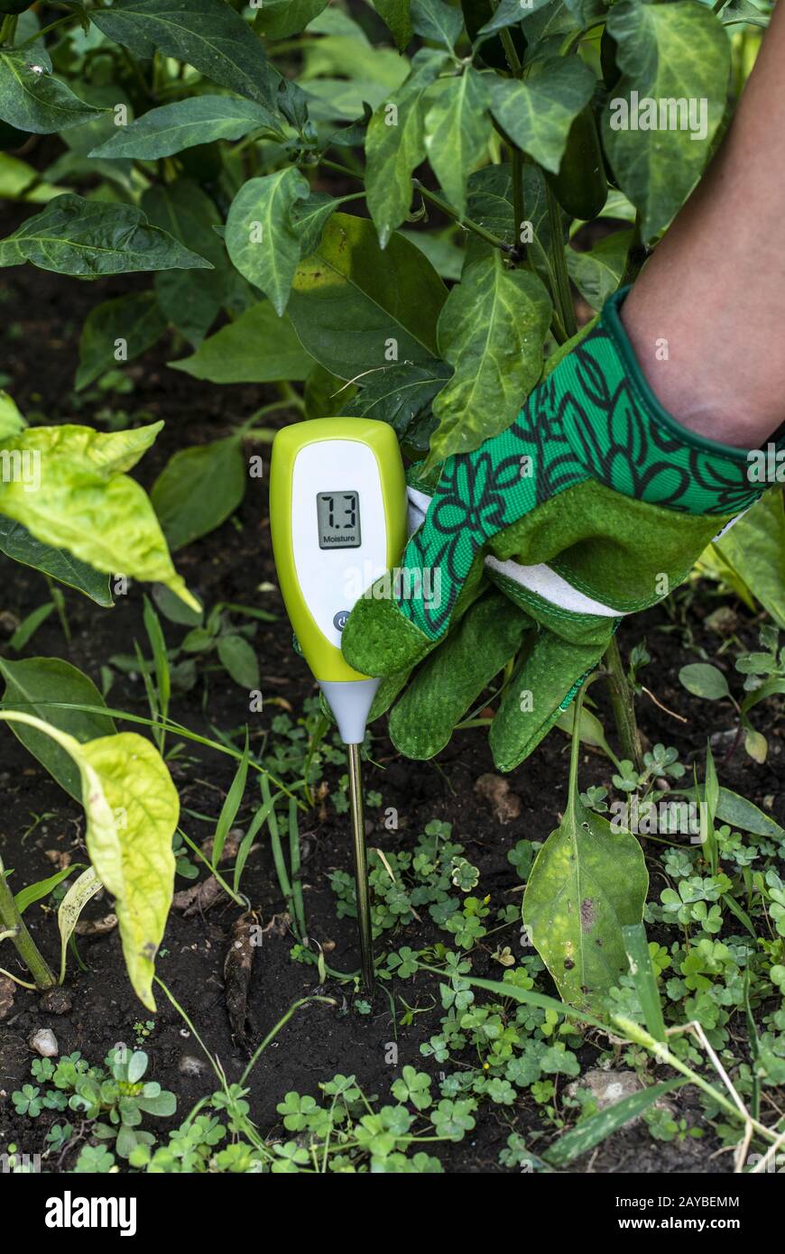 Moisture meter tester in soil. Measure soil for humidity with digital ...