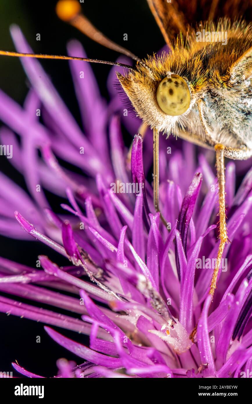 Butterfly portrait hi-res stock photography and images - Alamy