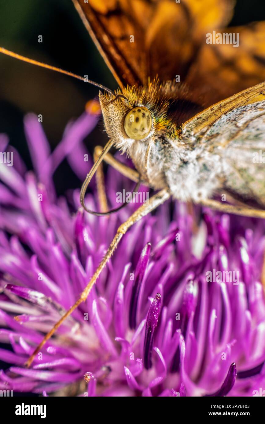 Portrait butterfly hi-res stock photography and images - Alamy