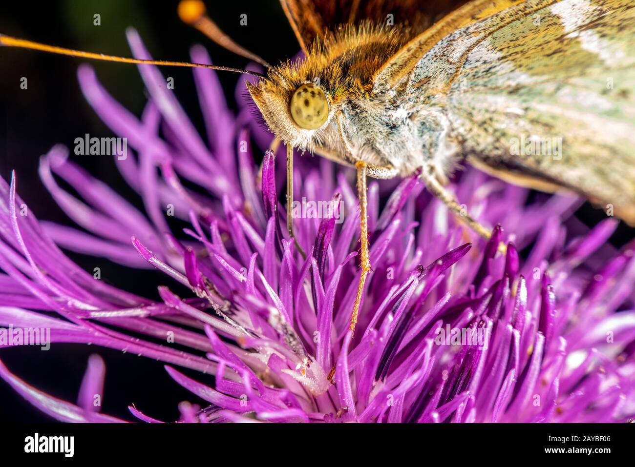 Butterfly portrait hi-res stock photography and images - Alamy