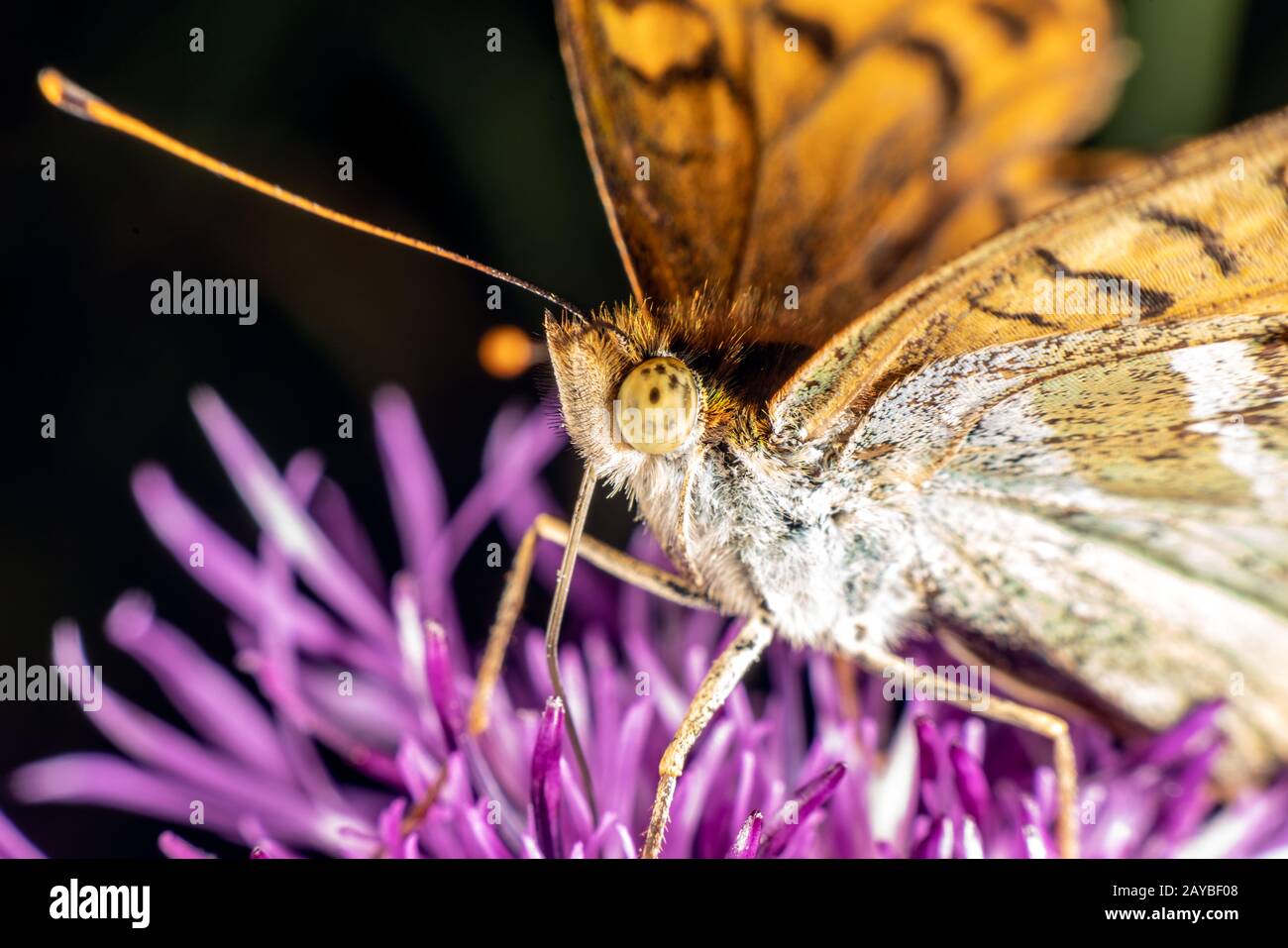 Butterfly portrait hi-res stock photography and images - Alamy
