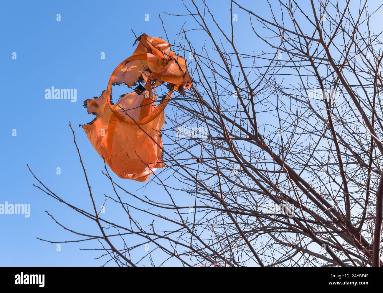 Chinese flame tree hi-res stock photography and images - Alamy