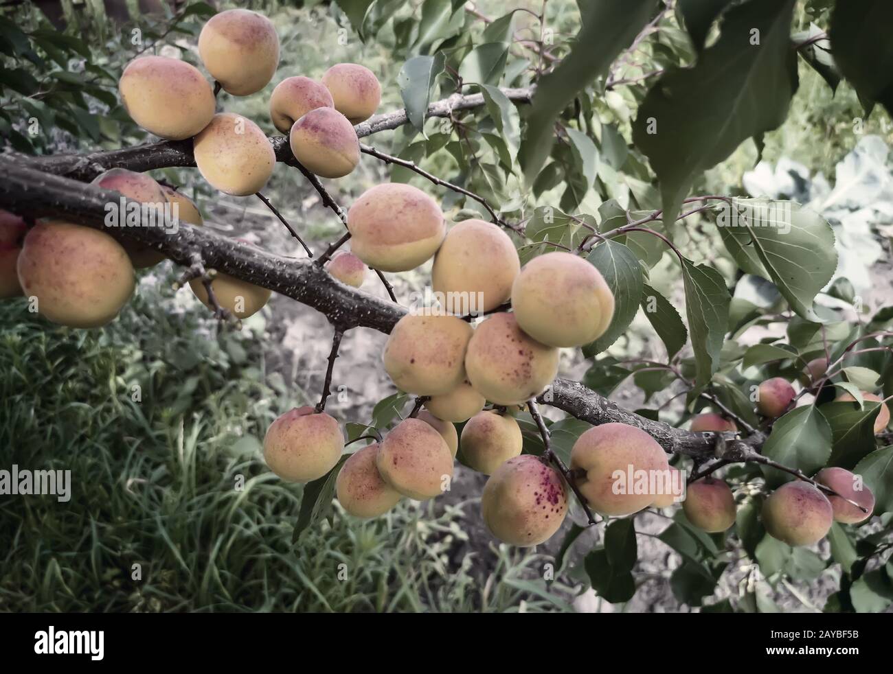 Grow fruits hi-res stock photography and images - Alamy