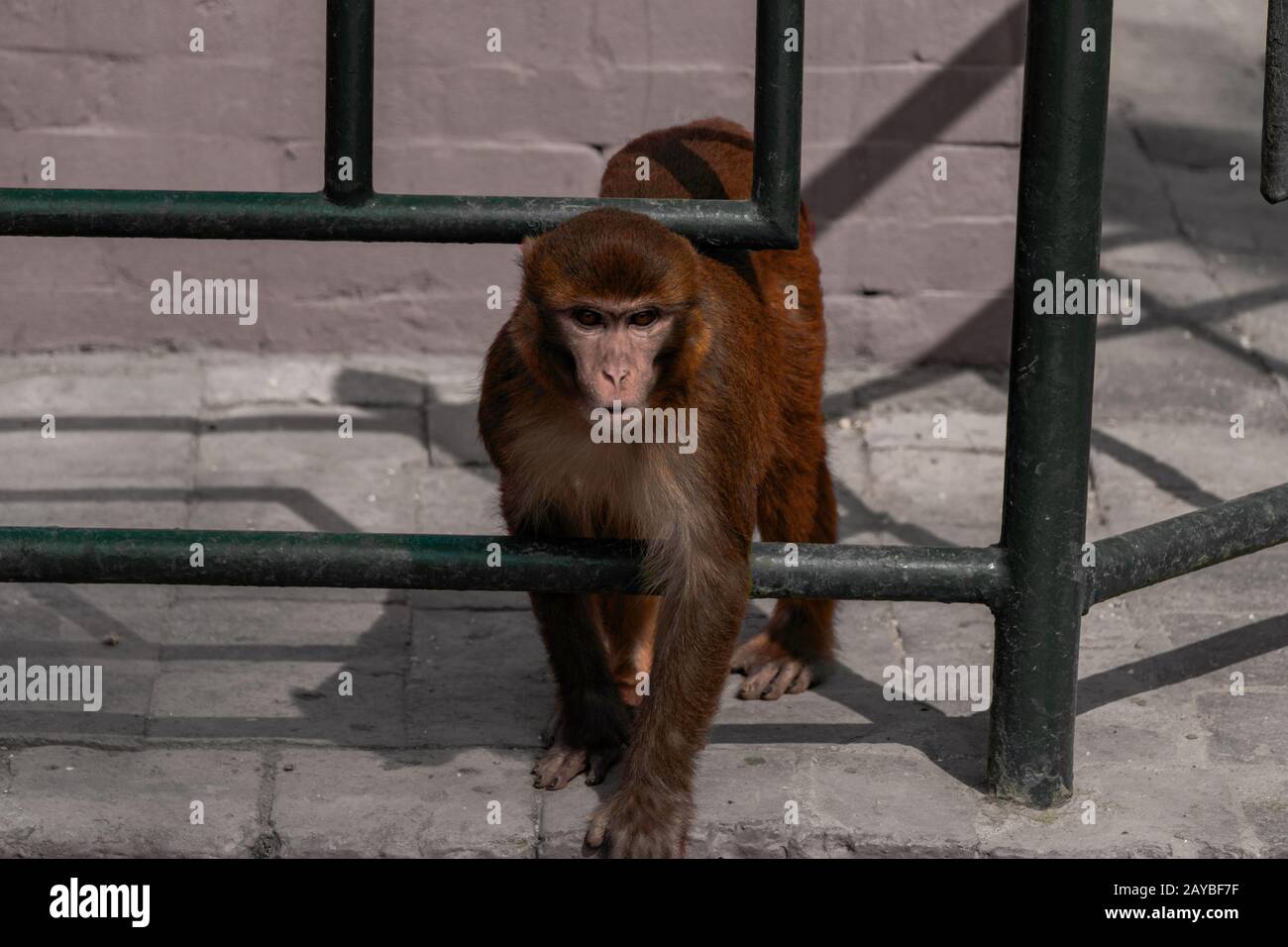 Monkey trying to move outside of the iron barrier Stock Photo - Alamy