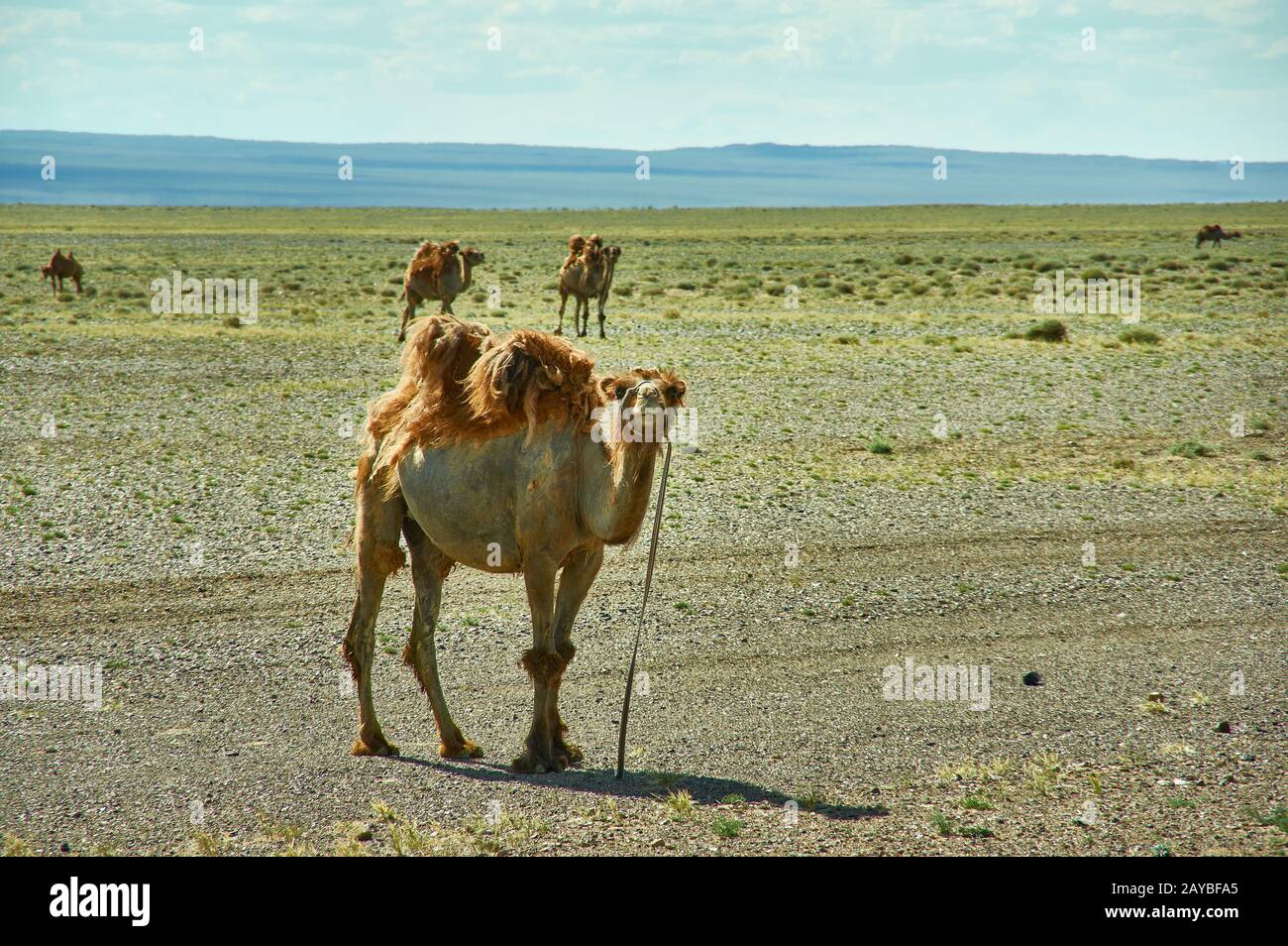 Bactrian or two-humped camel Stock Photo - Alamy