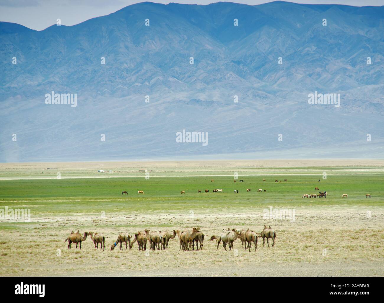 Bactrian camel gobi desert hi-res stock photography and images - Alamy