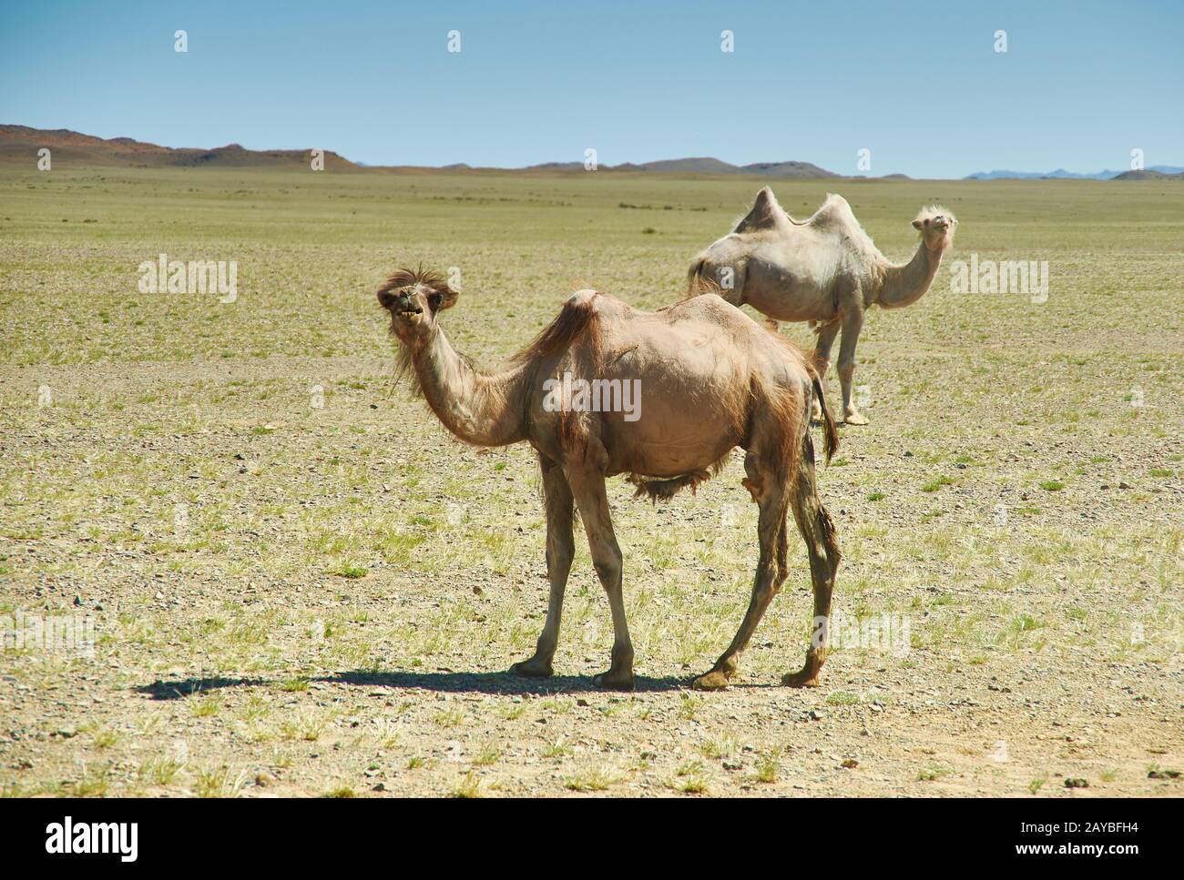 Bactrian or two-humped camel Stock Photo - Alamy