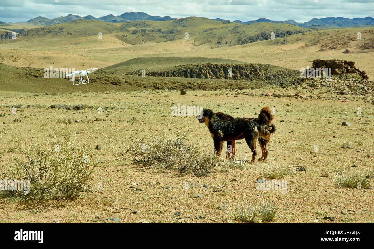 Flying with dogs hi-res stock photography and images - Alamy