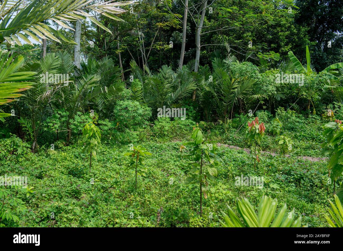 A field with young cacao trees and manioc (commonly called cassava ...