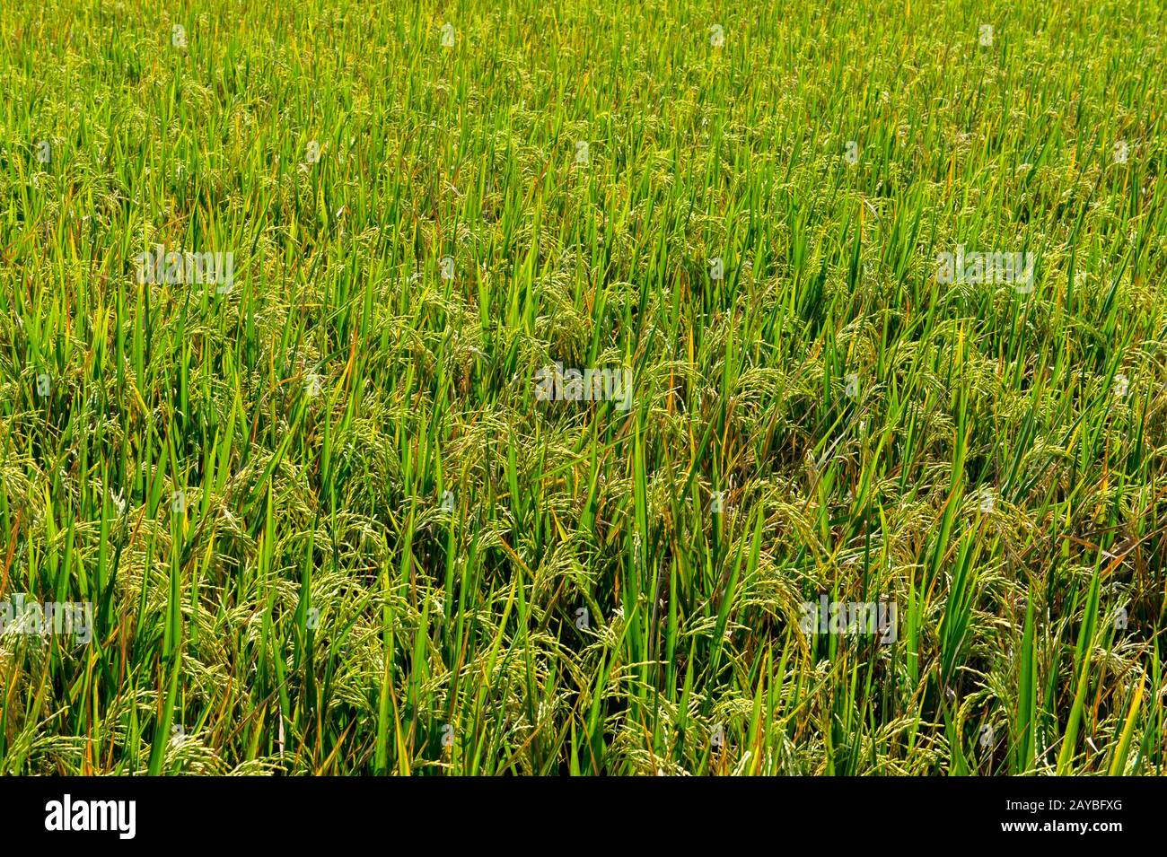 Detail of rice plants in a field on Java Island in Indonesia Stock ...