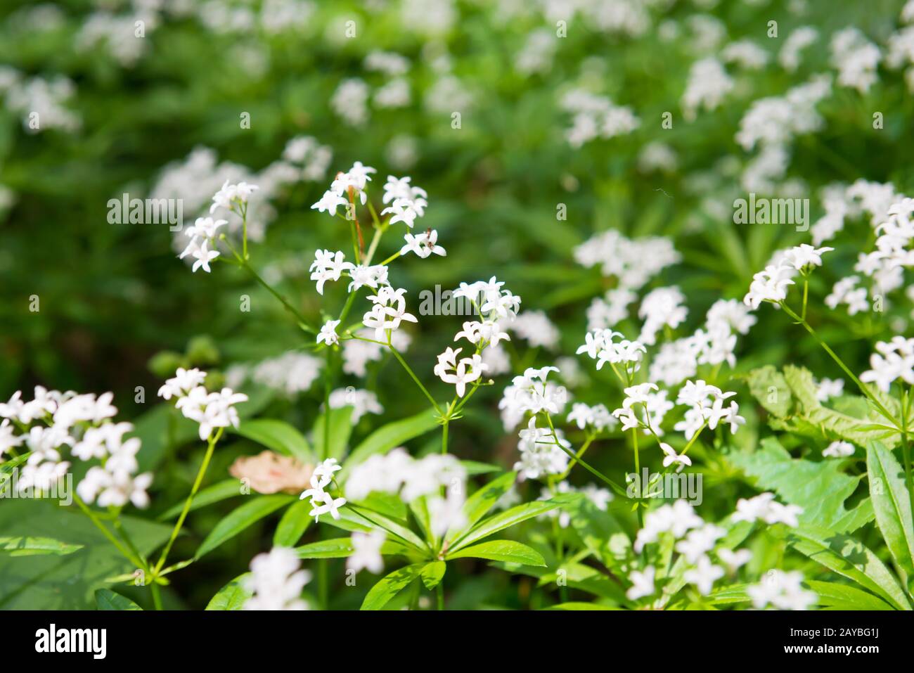 White wild flowers texture Stock Photo - Alamy