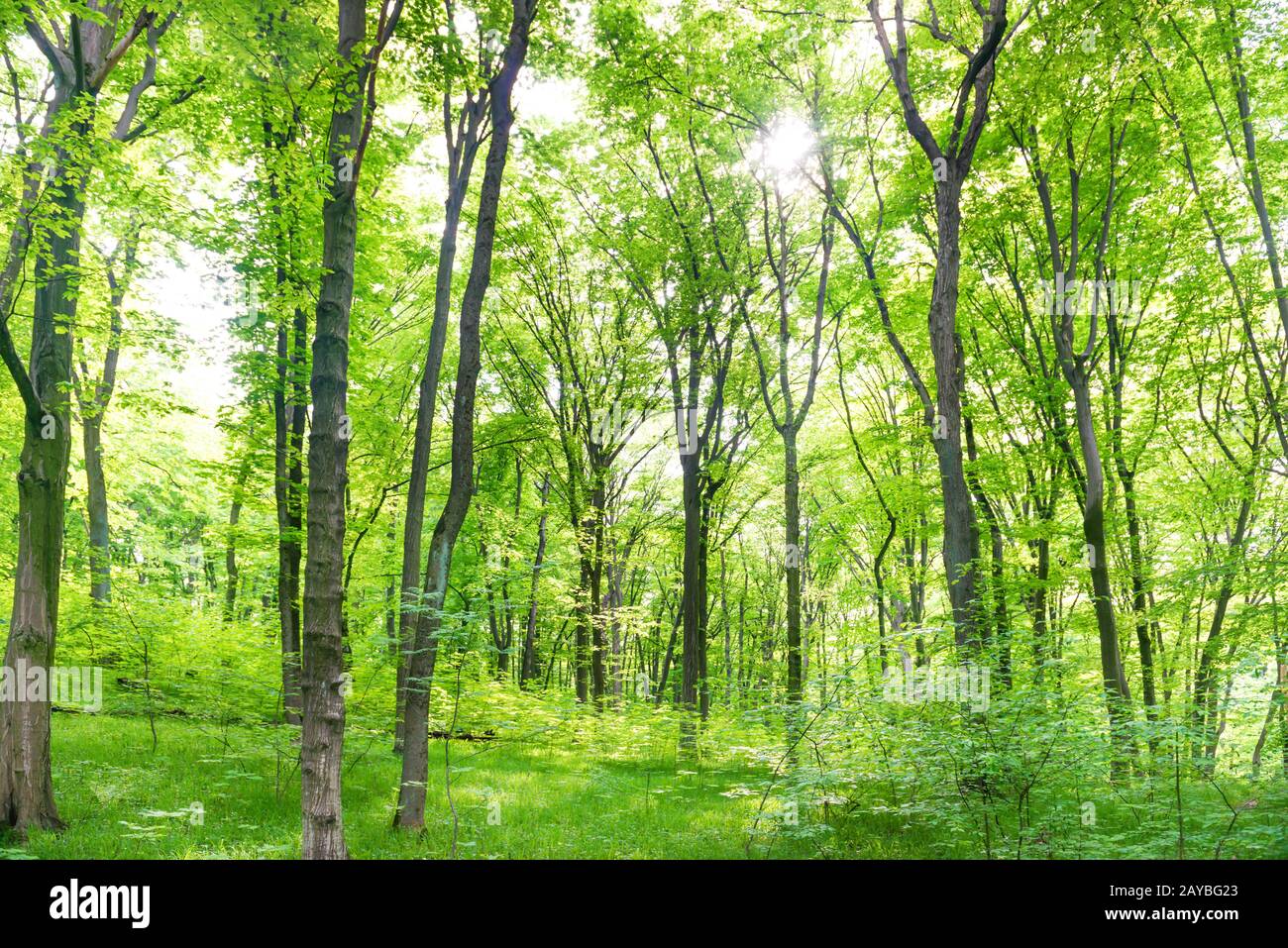 Green forest trees hi-res stock photography and images - Alamy