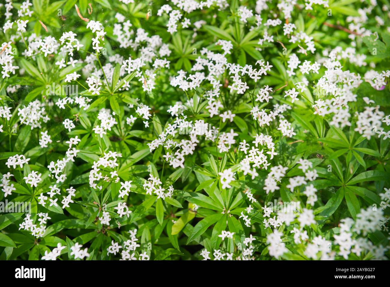 White wild flowers texture Stock Photo - Alamy