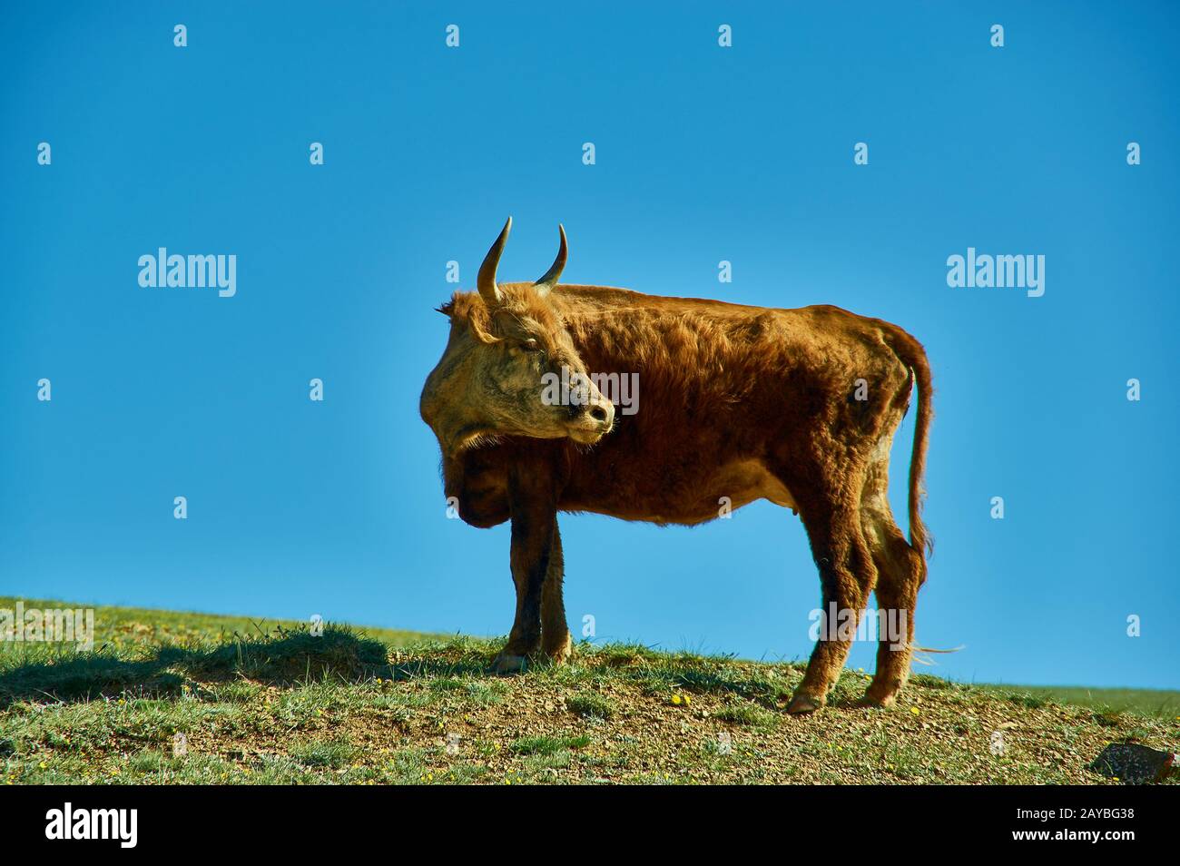 Mongolian cows in a mountain meadow Stock Photo - Alamy