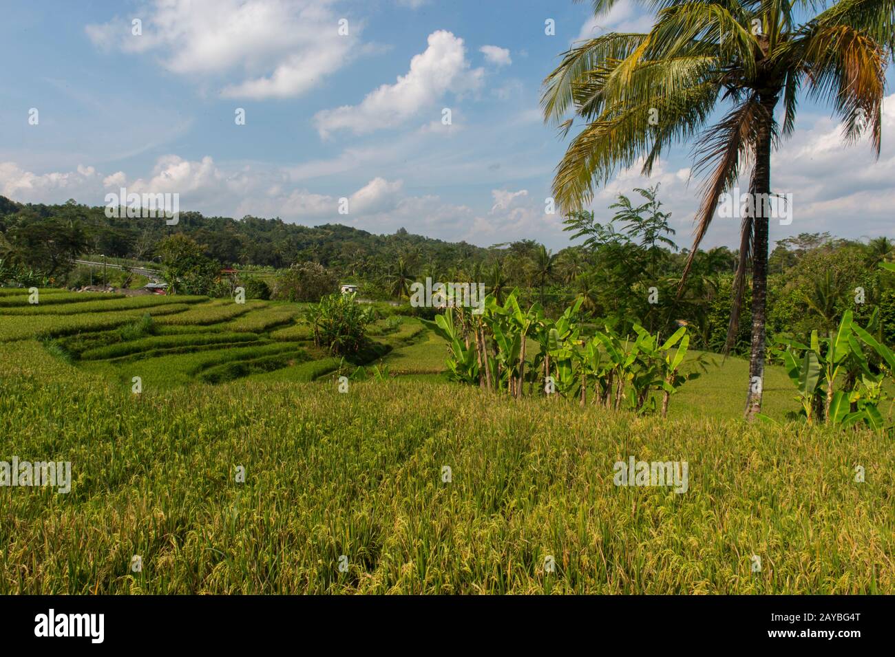 A rice field with rice almost ready for the harvest on Java Island in ...