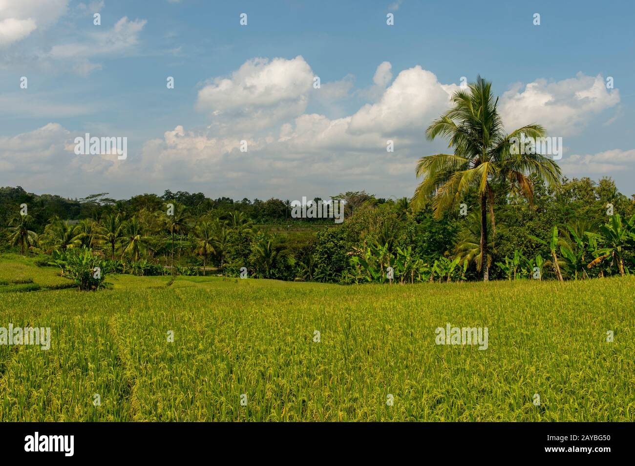 A rice field with rice almost ready for the harvest on Java Island in ...
