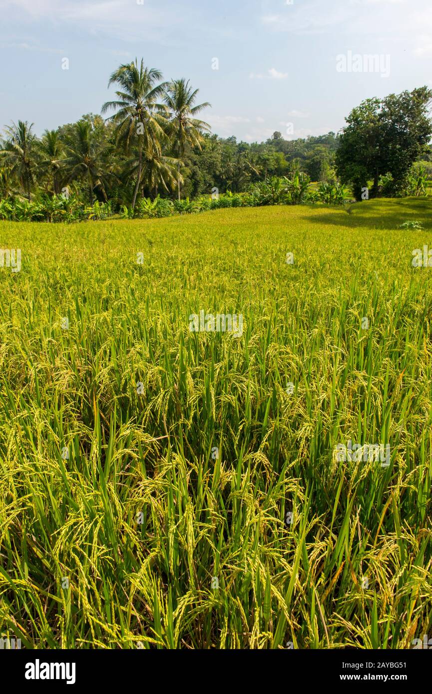 A rice field with rice almost ready for the harvest on Java Island in ...