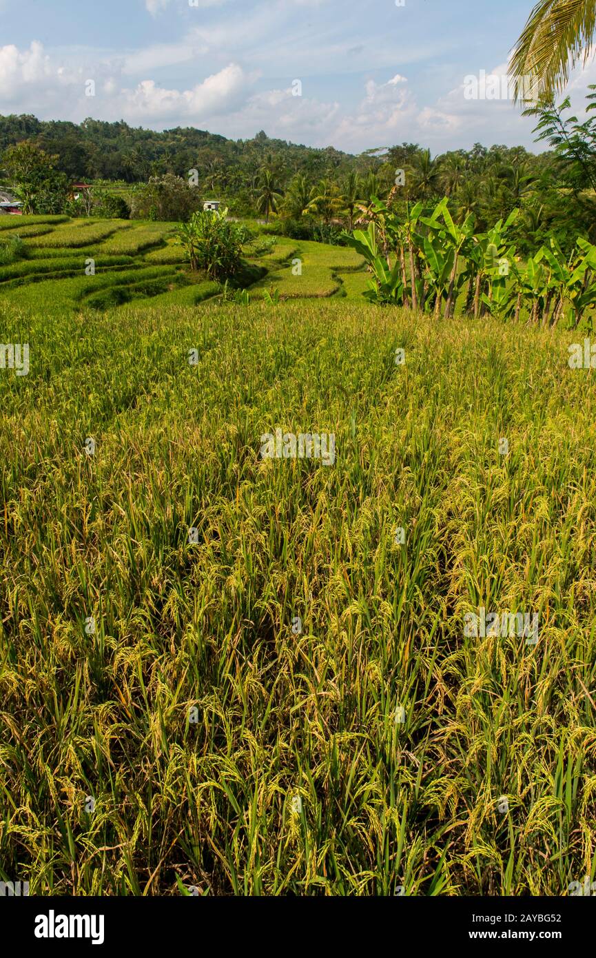 A rice field with rice almost ready for the harvest on Java Island in ...