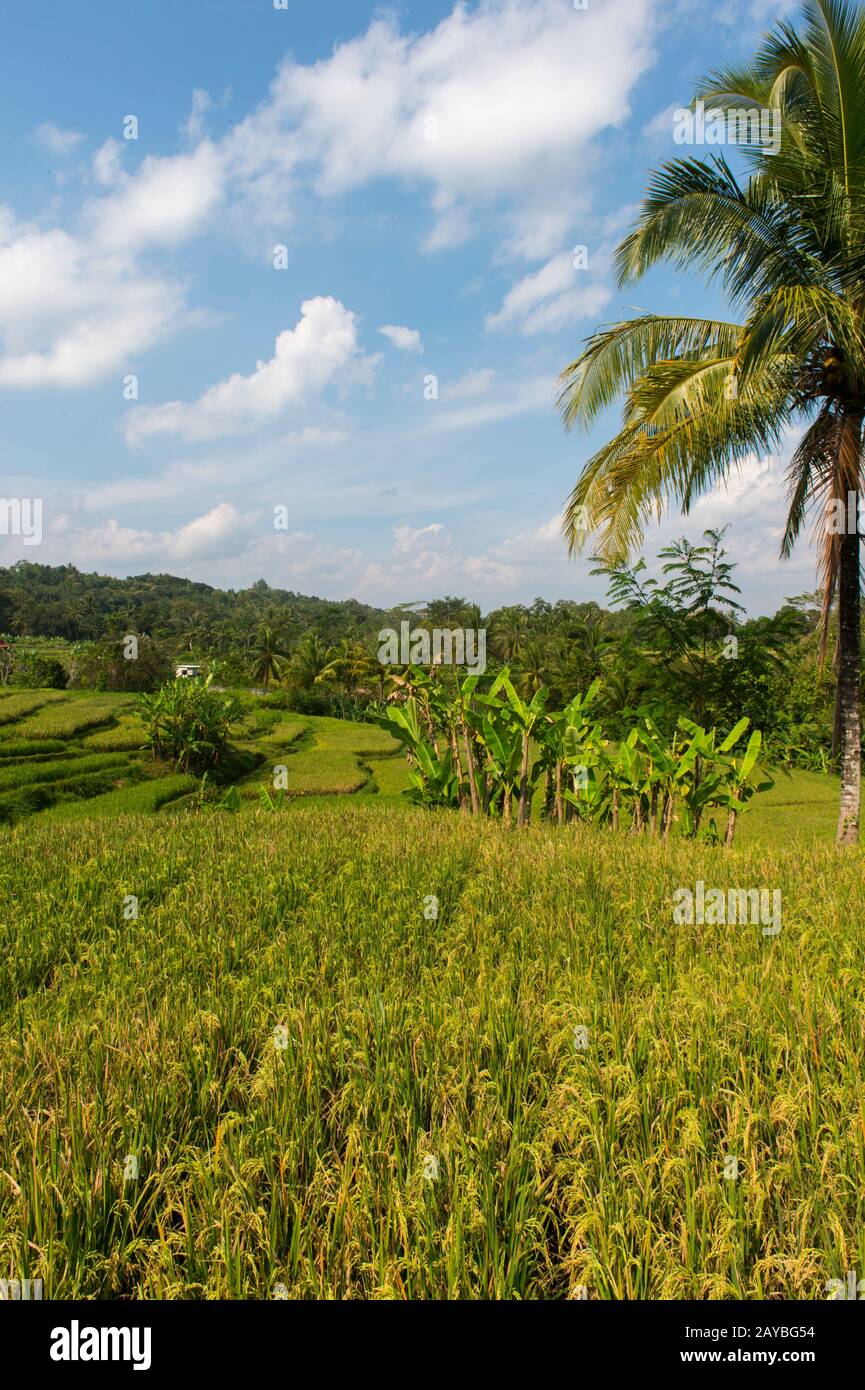 A rice field with rice almost ready for the harvest on Java Island in ...