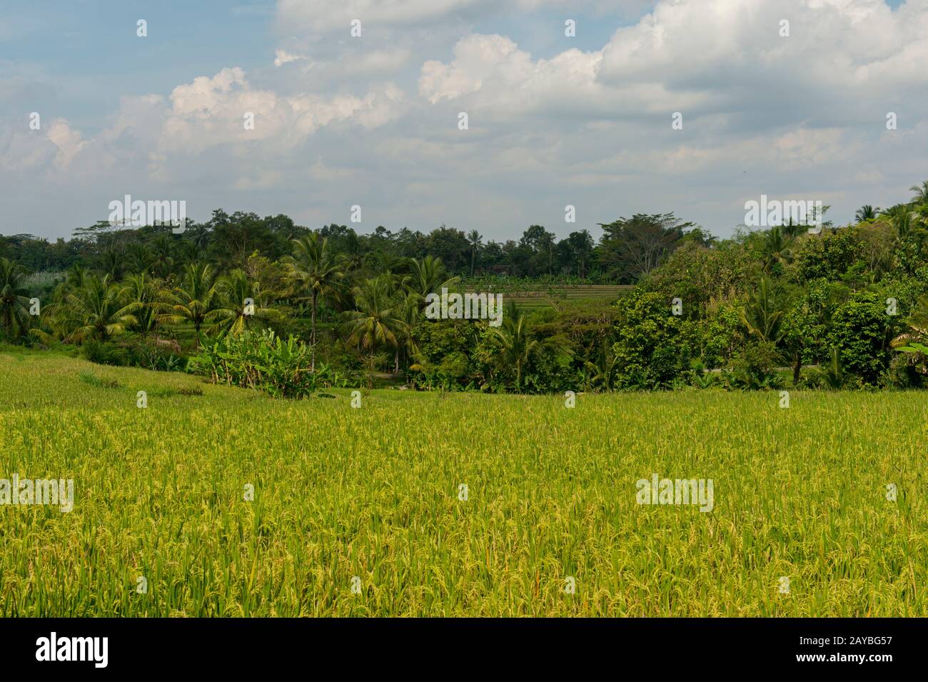 Java indonesia rice paddies hi-res stock photography and images - Alamy