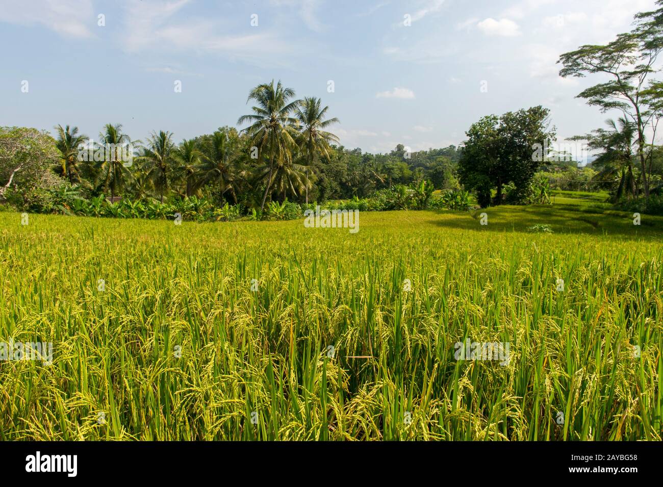 A rice field with rice almost ready for the harvest on Java Island in ...