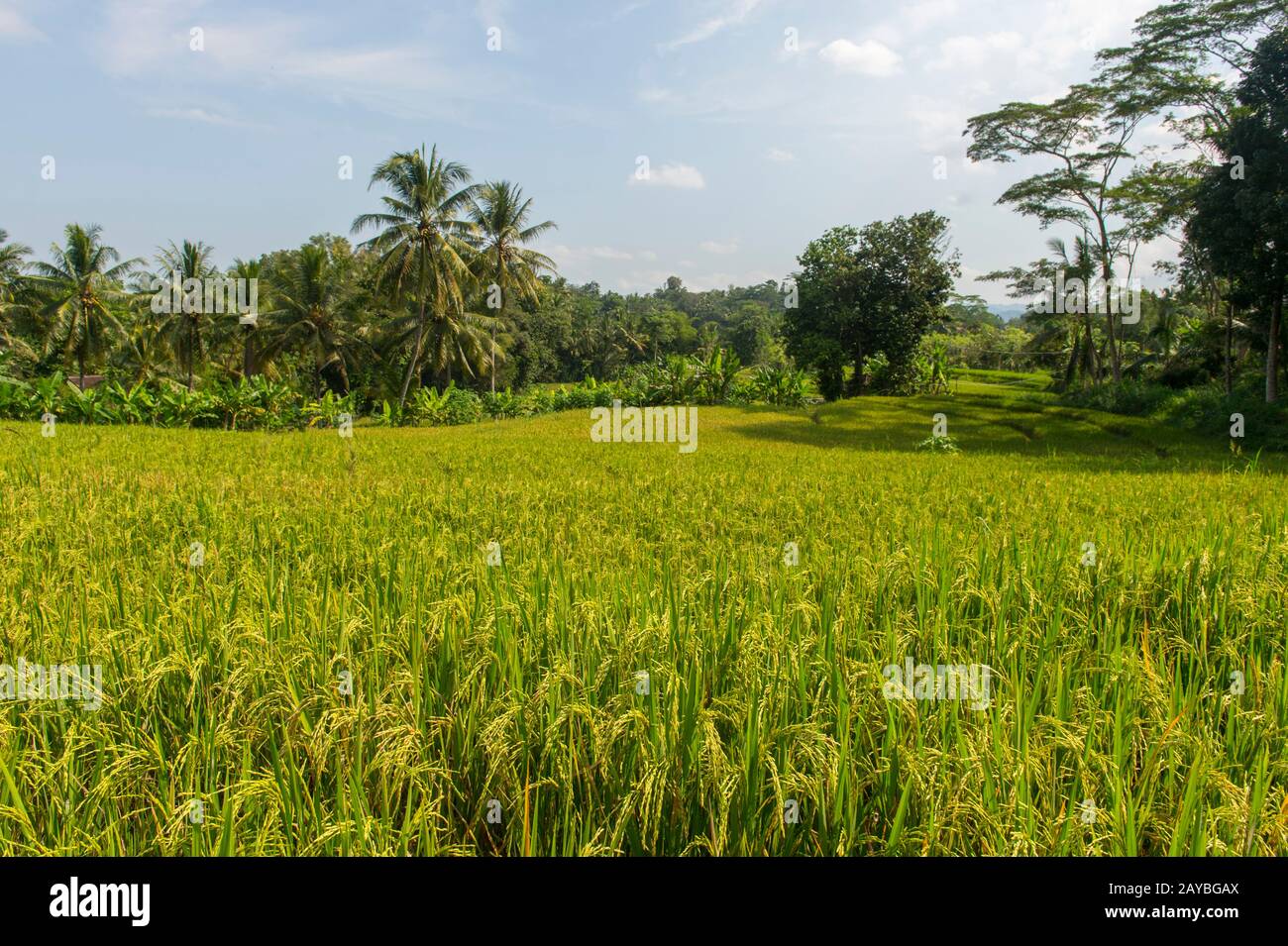 A rice field with rice almost ready for the harvest on Java Island in ...