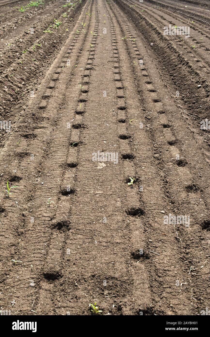 Many holes prepared for planting Stock Photo - Alamy