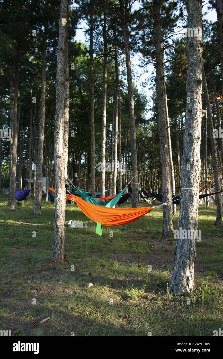 Hammocks on trees in the forest. Sunshine morning in the forest Stock ...