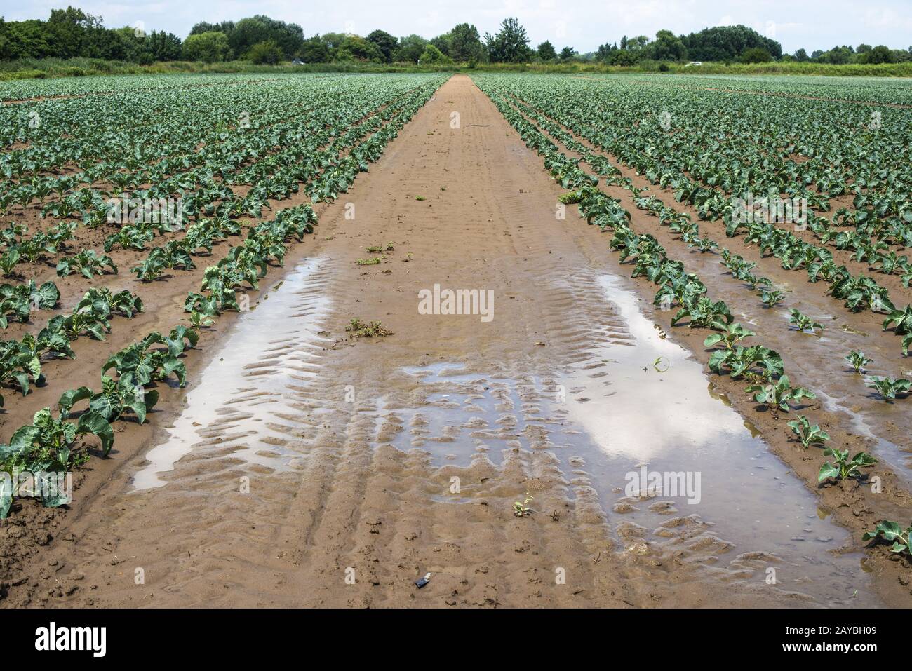 Cabbage farm on sunlight Stock Photo - Alamy