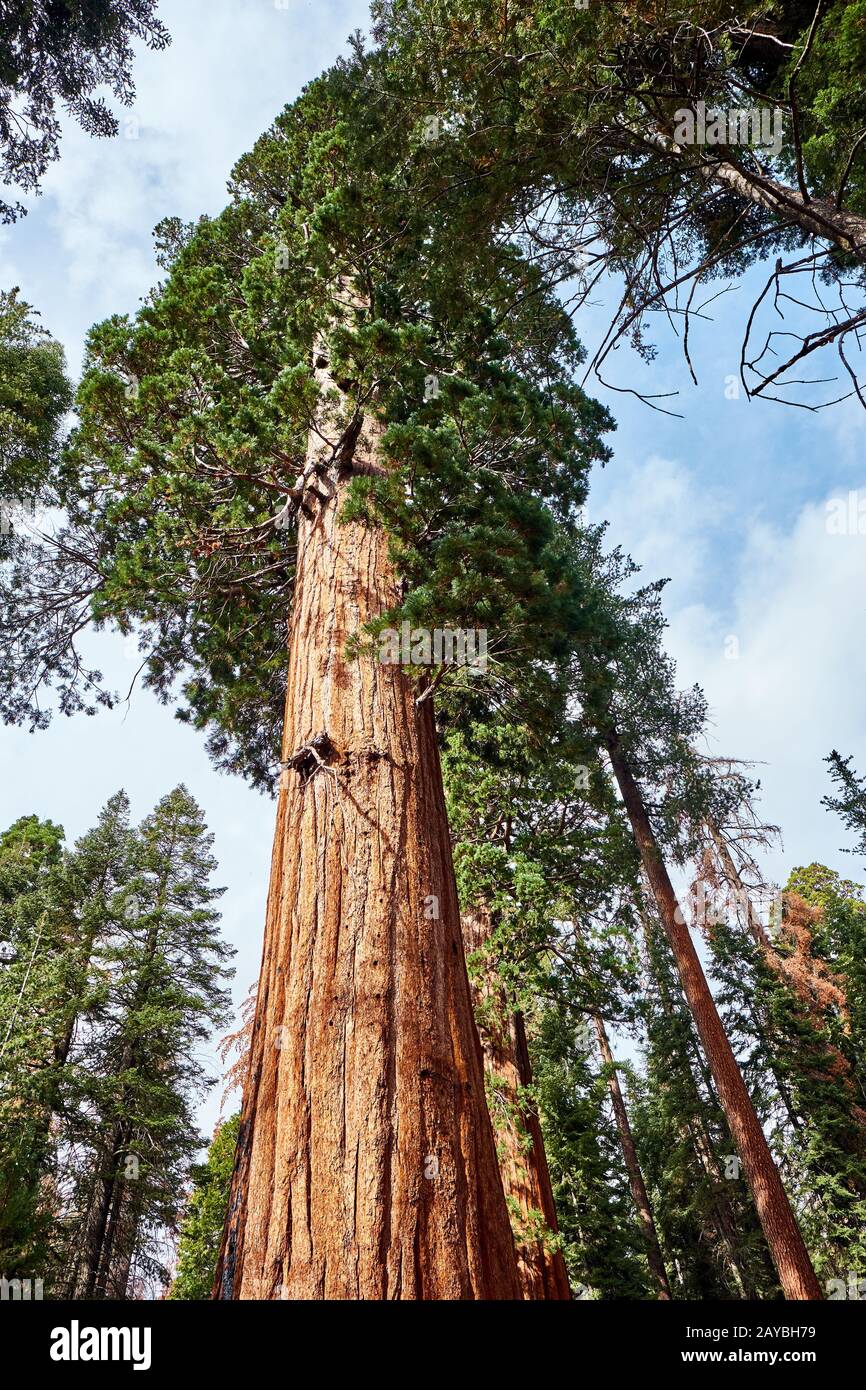 Sequoia National Park at autumn Stock Photo - Alamy