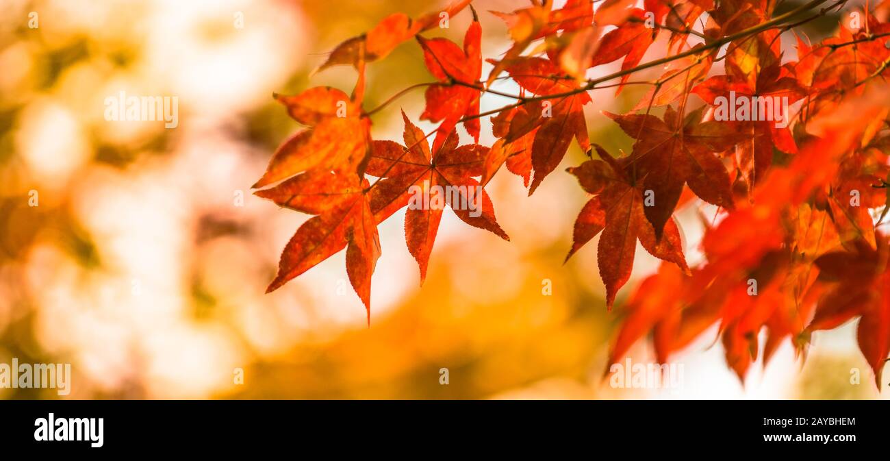 autumn leaves, very shallow focus Stock Photo - Alamy
