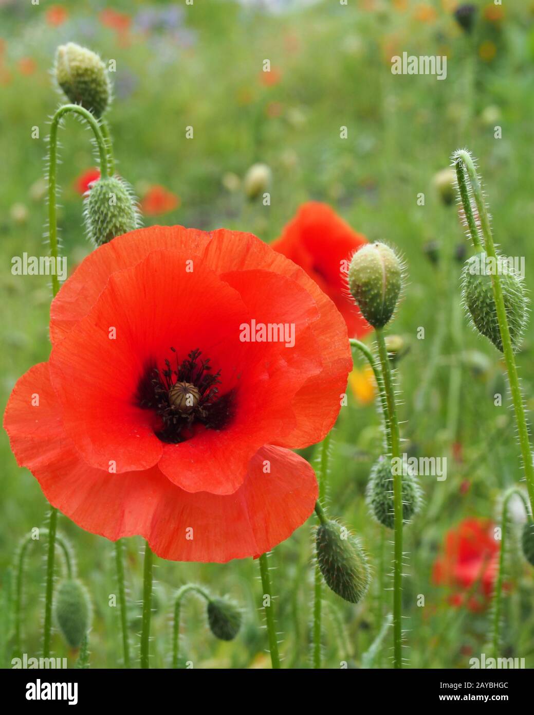 the flower of a red common poppy with buds with a blurred summer meadow ...