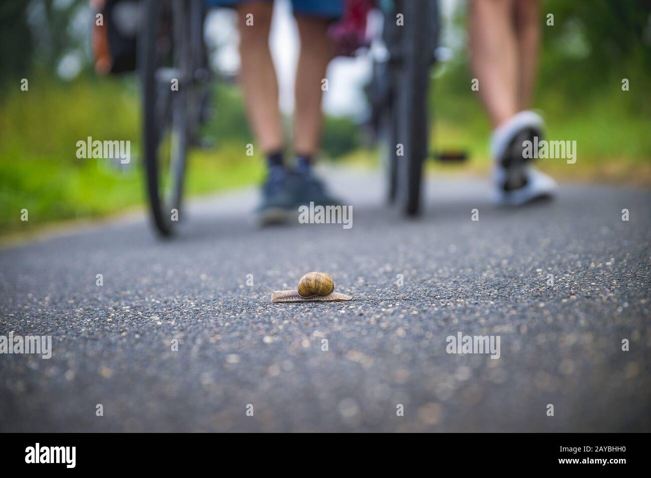 Snail, cross, path, cyclist, run, push, bicycles Stock Photo - Alamy