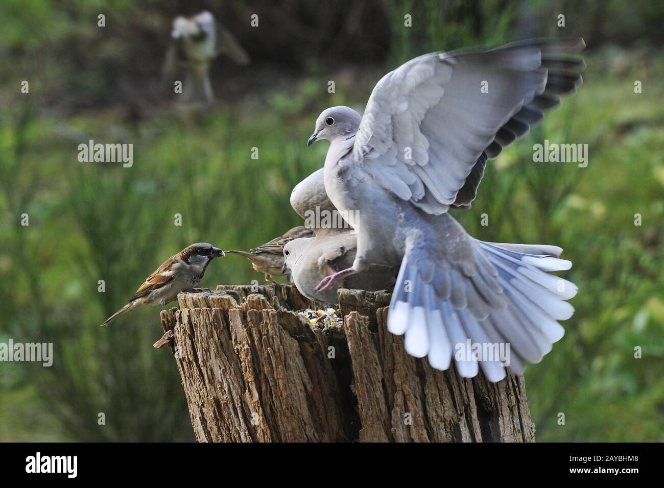 Red-billed Wood Pigeon Stock Photo - Alamy