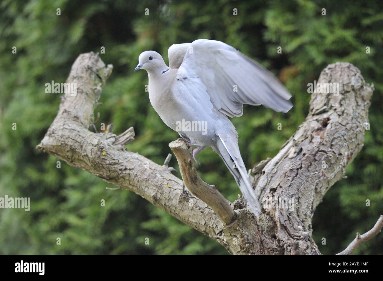 Red eye pigeon hi-res stock photography and images - Alamy