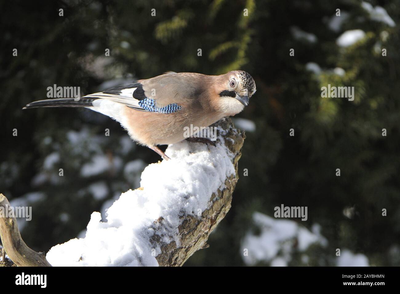 Glans hi-res stock photography and images - Alamy