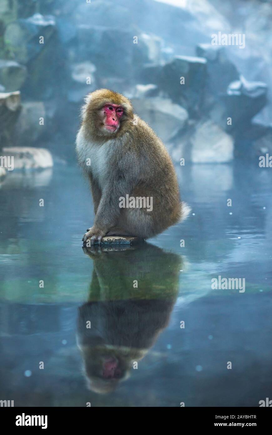 Snow monkey or Japanese Macaque in hot spring onsen Stock Photo - Alamy