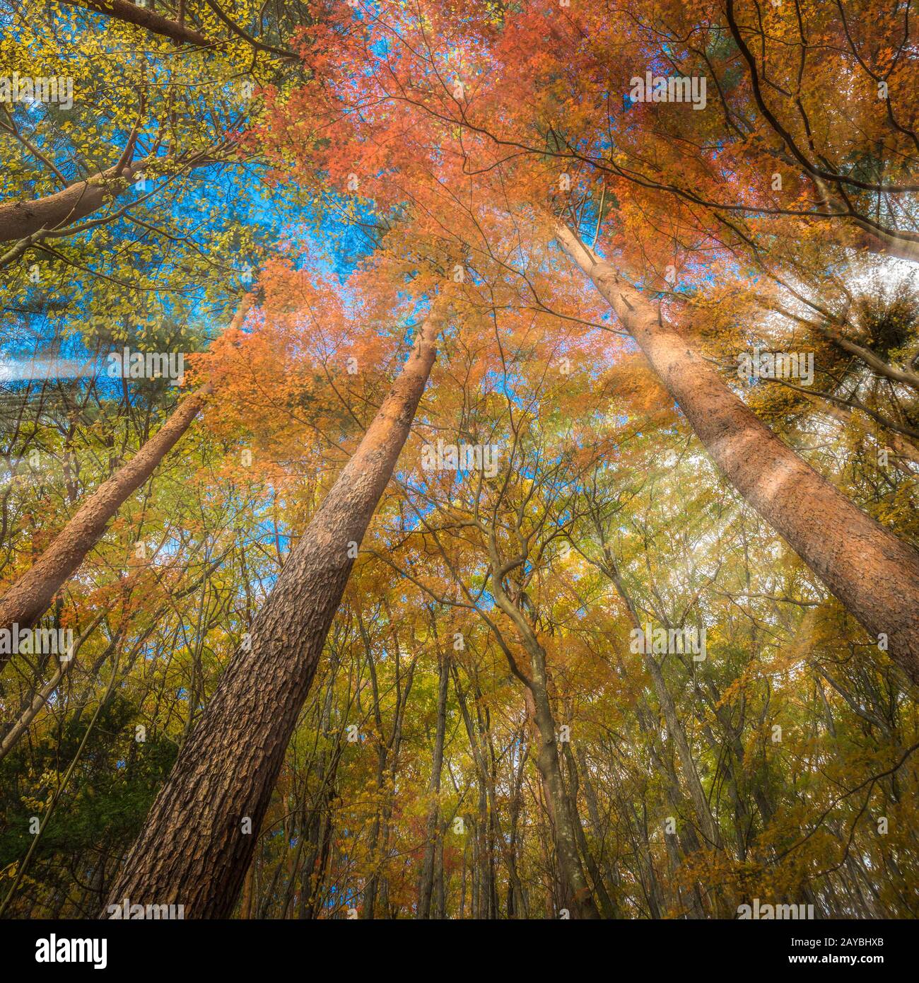 multi colour trees in the autumn forest Stock Photo - Alamy