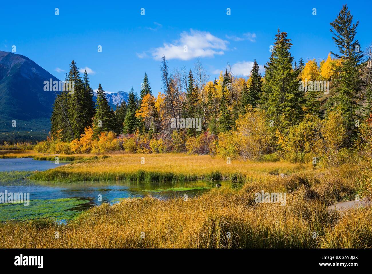 Autumn Canadian forest Stock Photo - Alamy