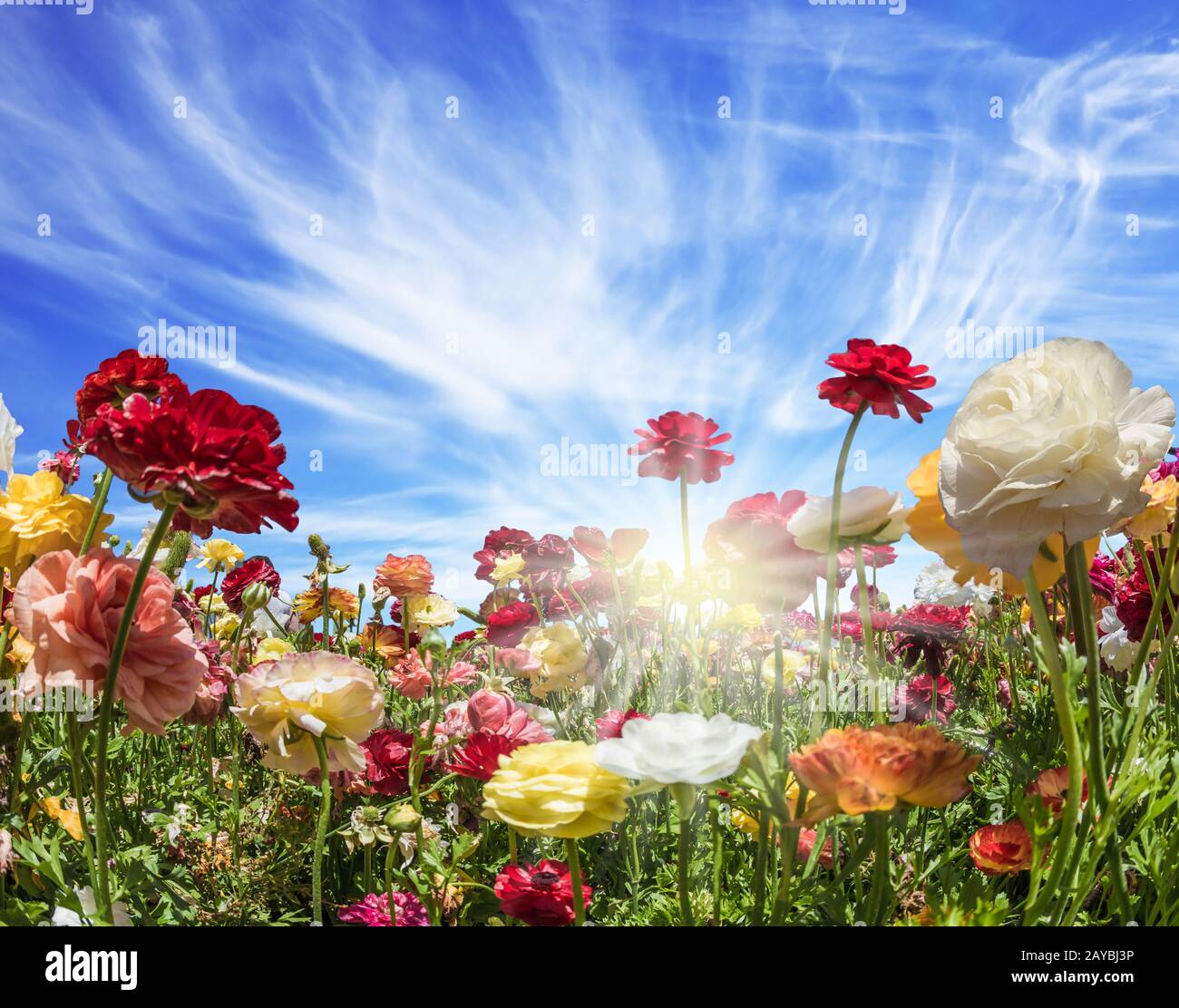 Spring sun hi-res stock photography and images - Alamy