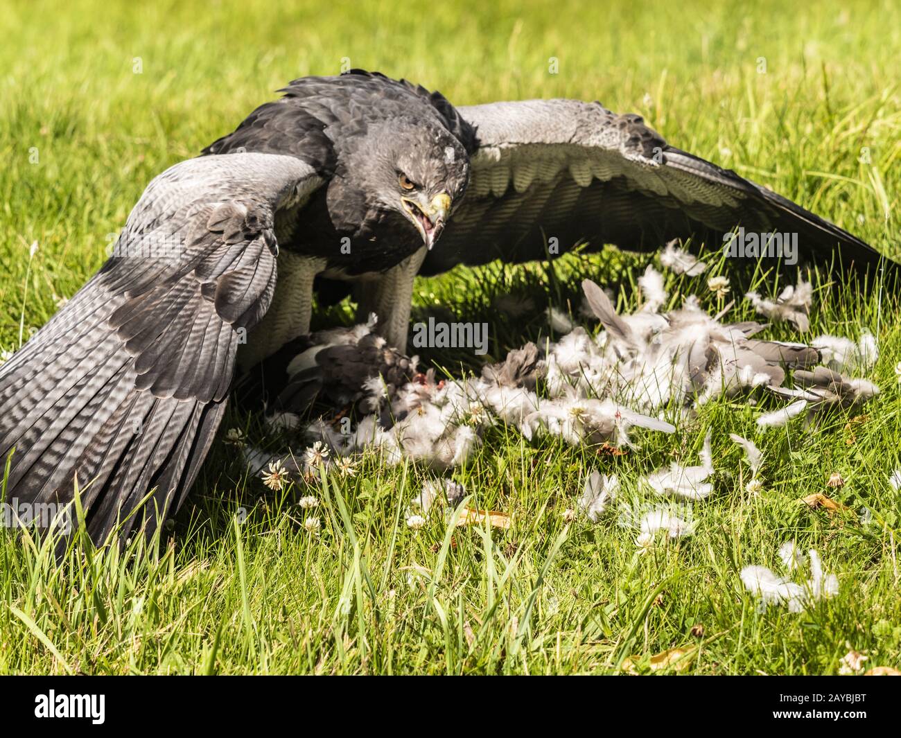 Aguja eagle hi-res stock photography and images - Alamy