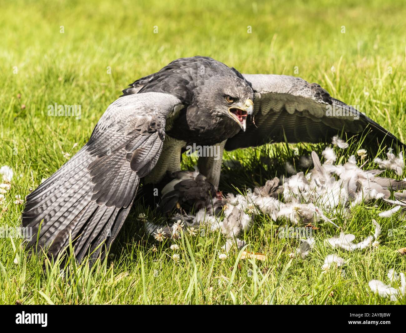 Aguja eagle hi-res stock photography and images - Alamy