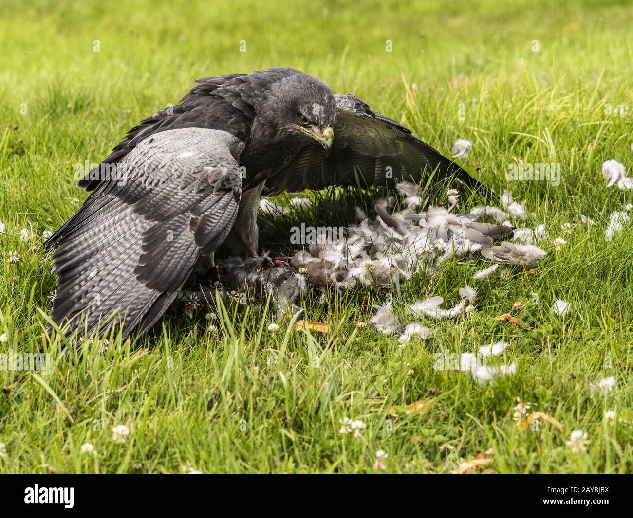 Aguja eagle hi-res stock photography and images - Alamy