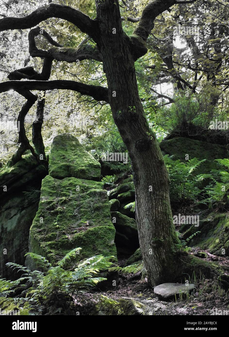 tree and standing stone rock formation in dark green forest with moss ...