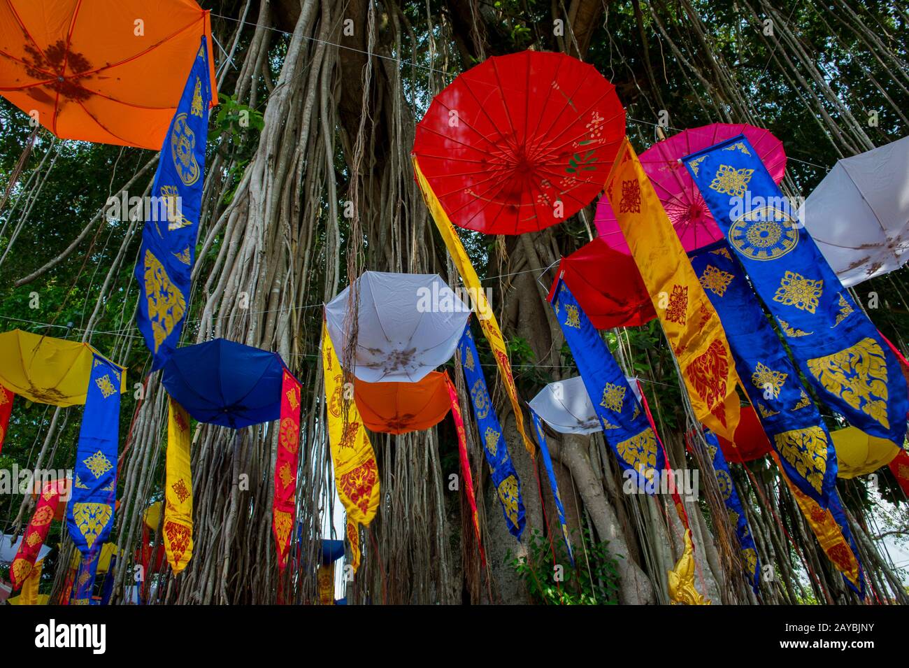 A Banyan tree decorated for the Buddhist full moon celebration at the ...