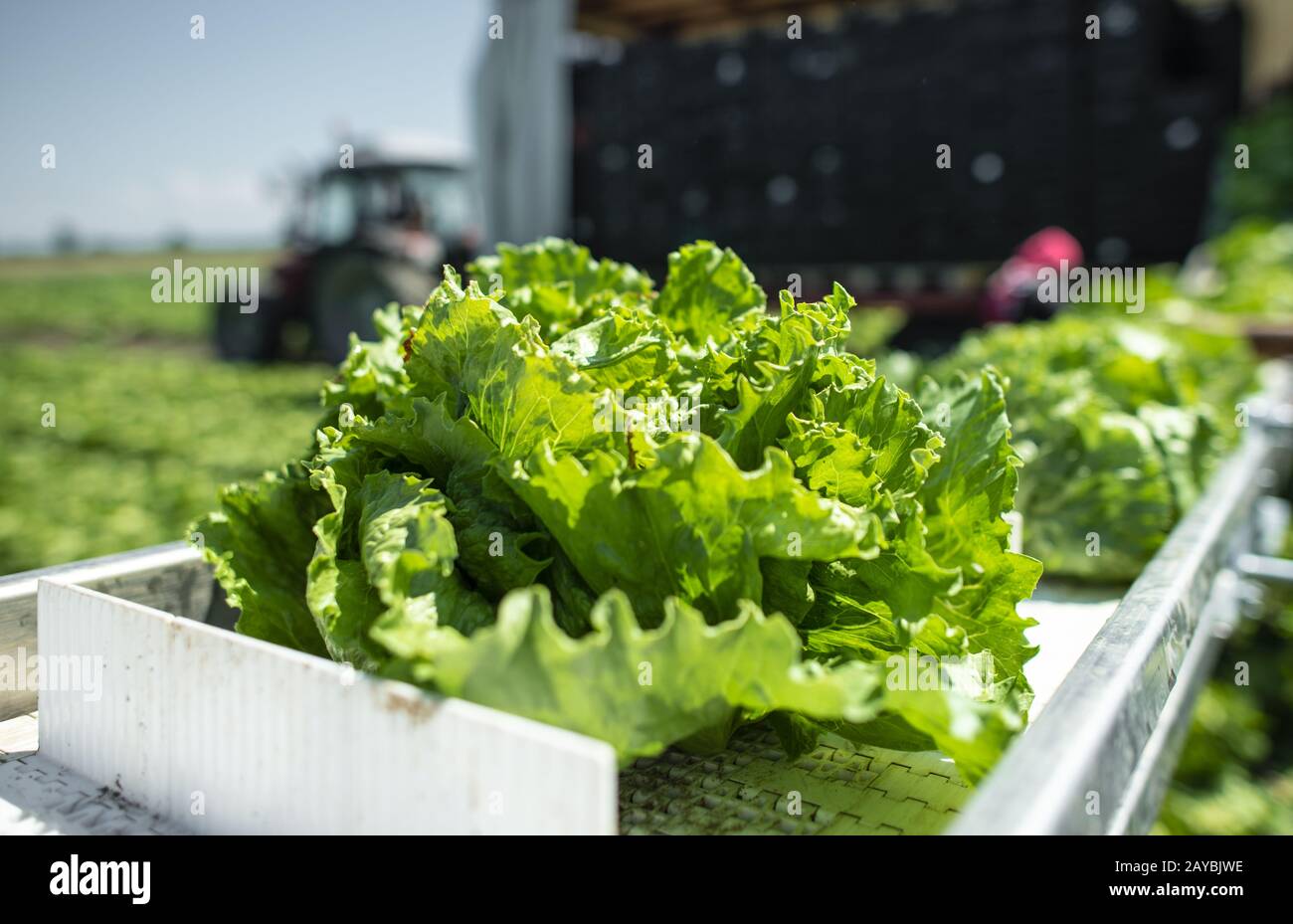 Tractor with production line for harvest lettuce automatically. Lettuce ...