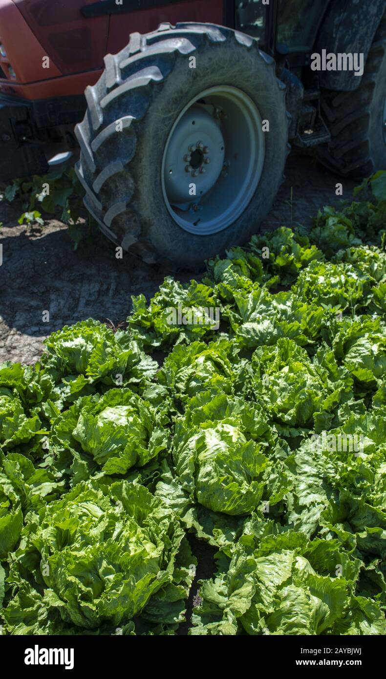 Tractor in lettuce iceberg farm. Harvest Lettuce iceberg Stock Photo ...