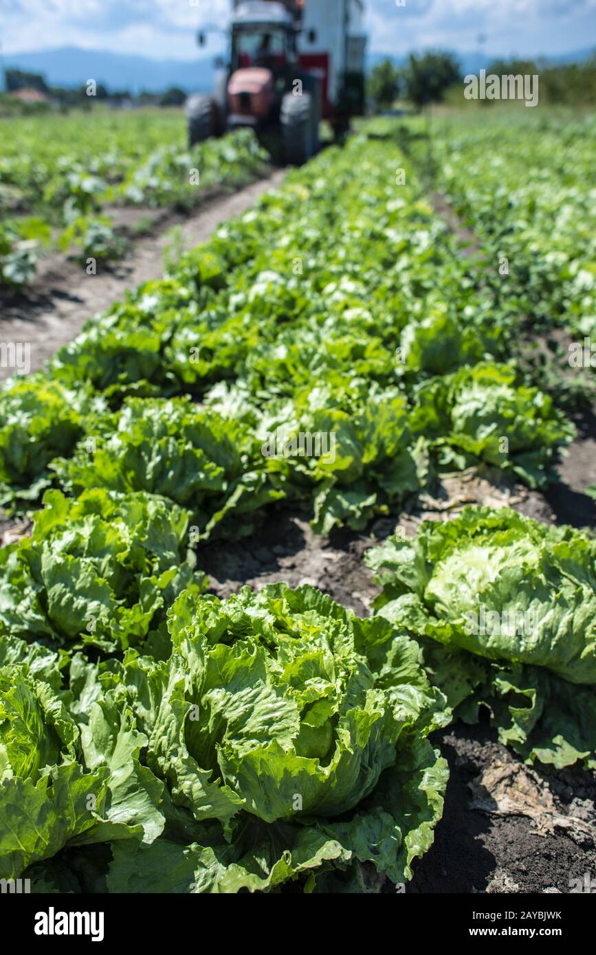 Tractor in lettuce iceberg farm. Harvest Lettuce iceberg Stock Photo ...