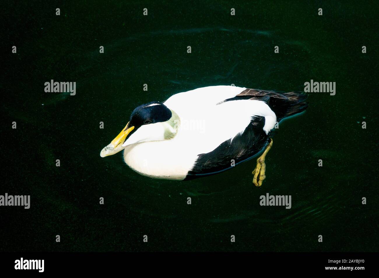 Common Eider Drake Stock Photo - Alamy
