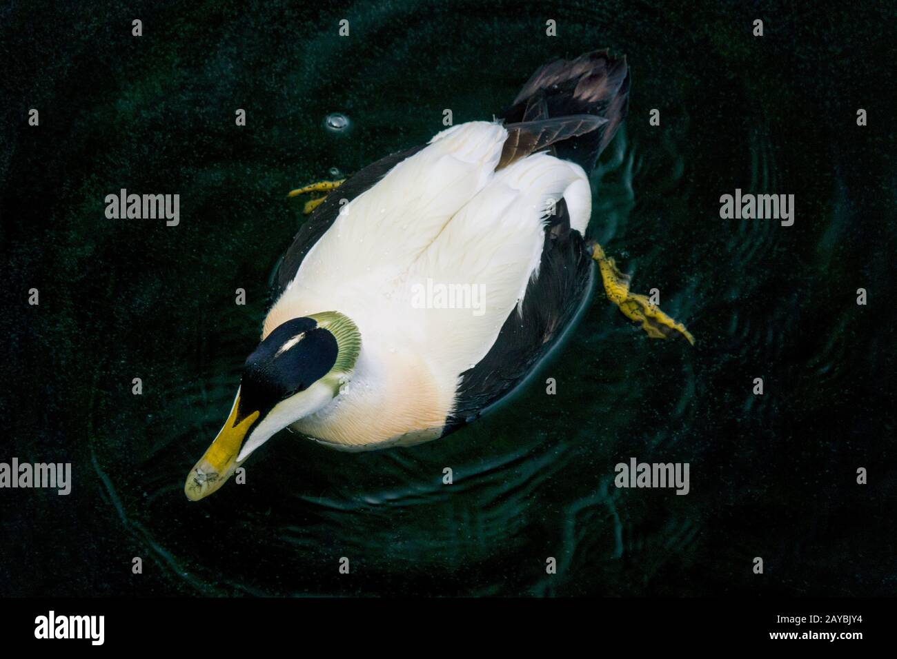 Common Eider Drake swimming Stock Photo - Alamy